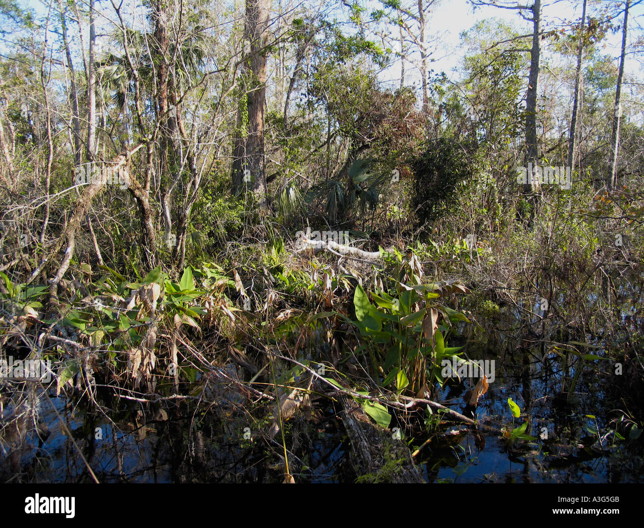 Hurricane damage ecosystem hi-res stock photography and images - Alamy