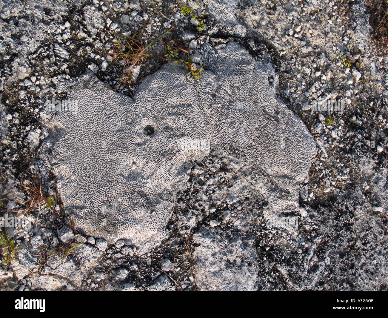 Coral reefs florida keys hi-res stock photography and images - Alamy