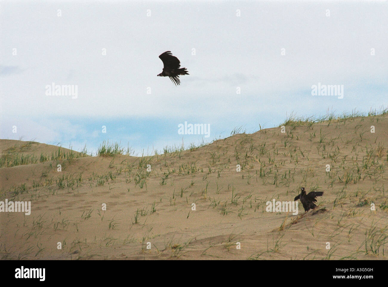 Black vulture (Aegypius monachus). Altan Els Desert (Boorog Deliin Els ...