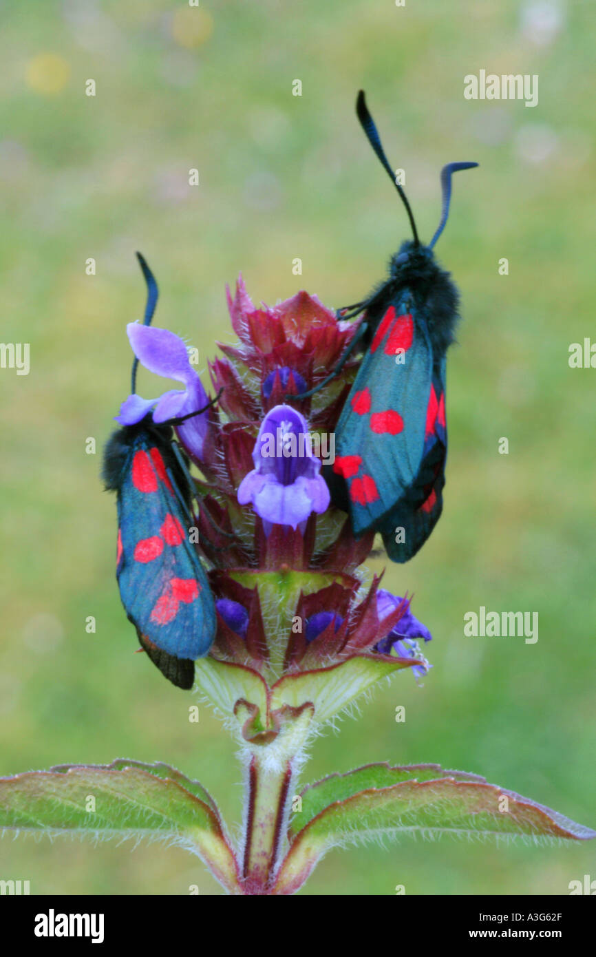 6 spot Burnet Moths on Selfheal Stock Photo - Alamy