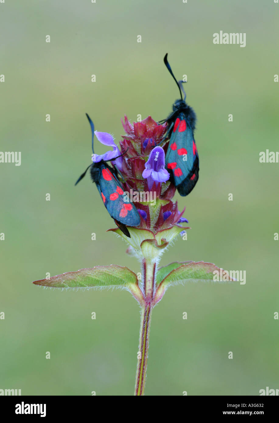 Two burnet moths hi-res stock photography and images - Alamy