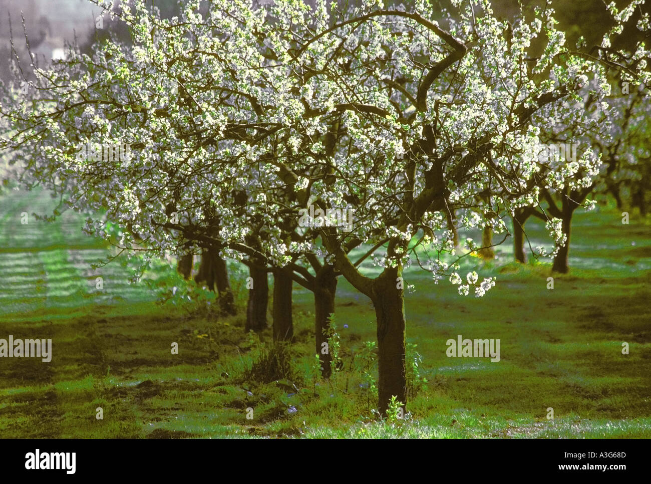 france calvados orchards david martyn hughes Stock Photo - Alamy