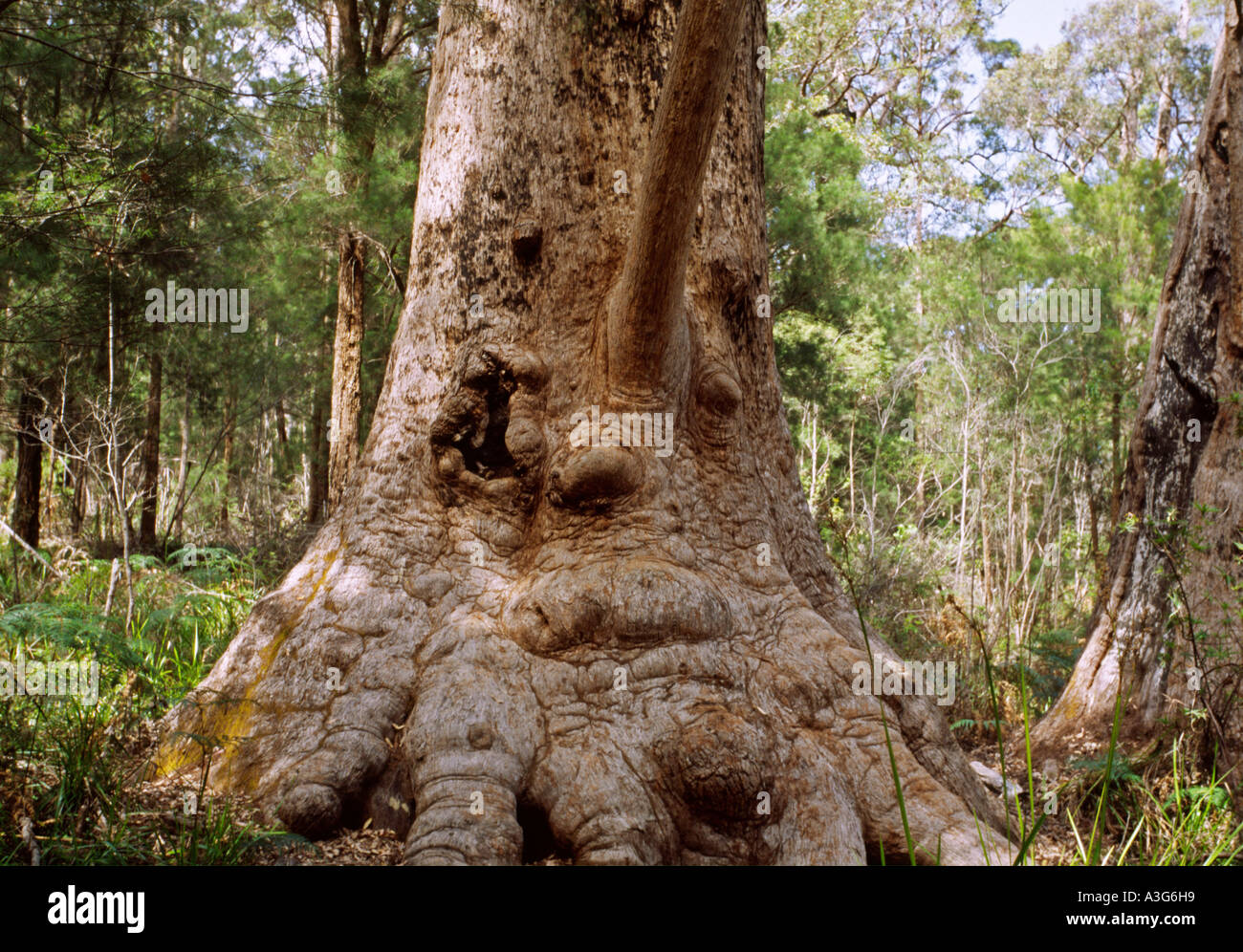 One of the large tree trucks at Tree Top Walk, Western Australia makes ...