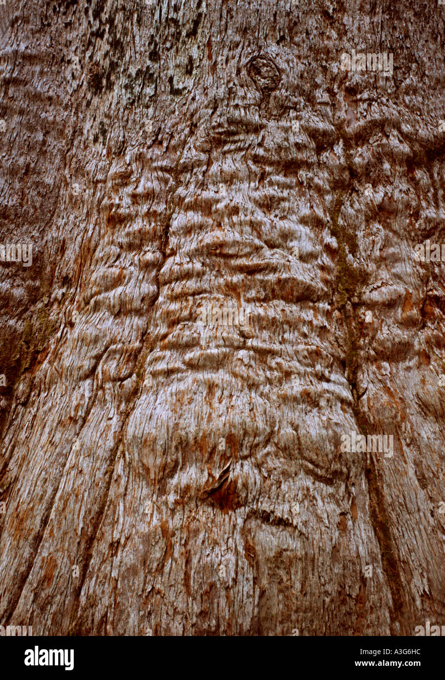 Tree bark close up in Australia Stock Photo - Alamy