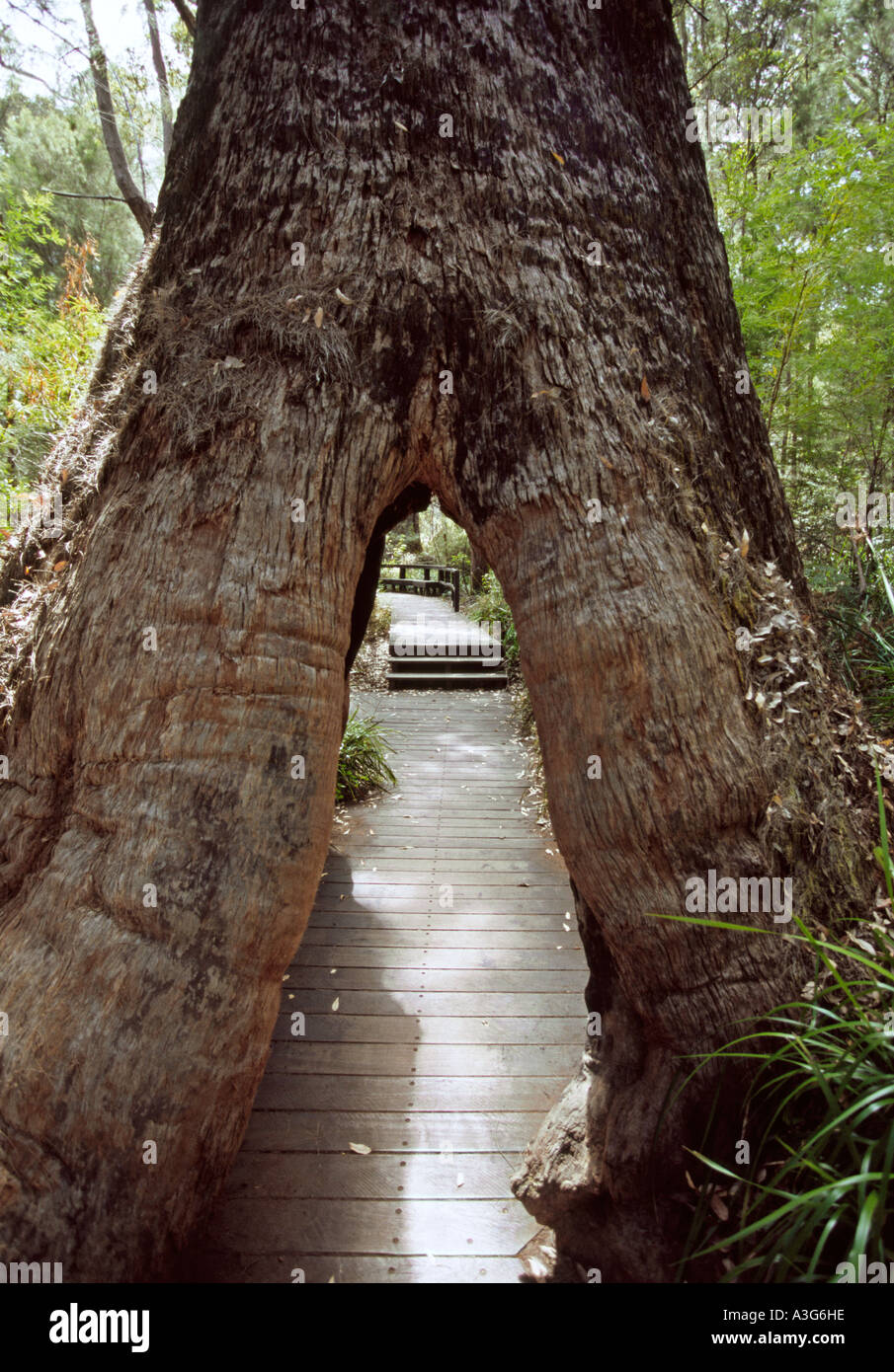 A split tree truck is large enough to walk through. Tree Top Walk ...