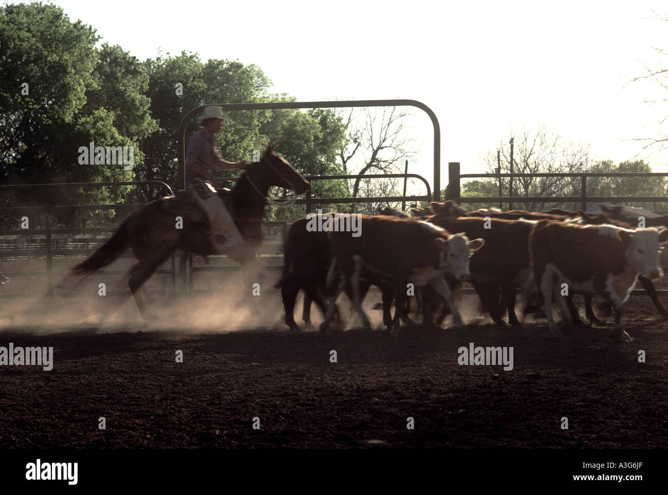 Profession rodeo hi-res stock photography and images - Alamy