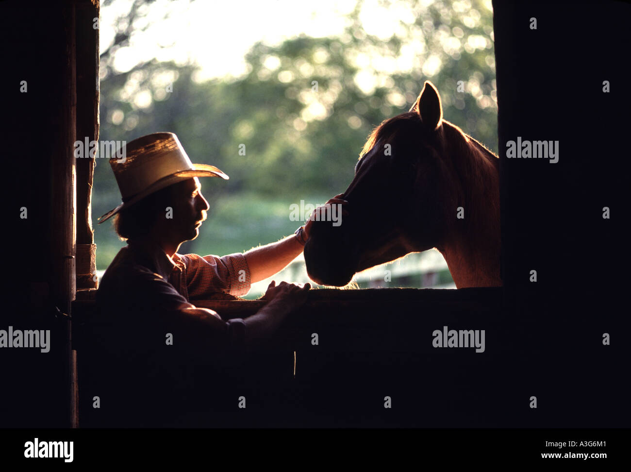 Cowhand in partial silhouette with hat in a barn pets his loyal ...