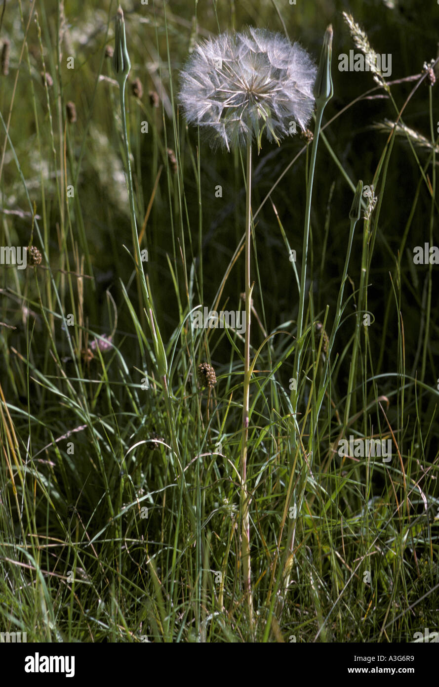 "Goats Beard" growing in a "grass verge Stock Photo - Alamy