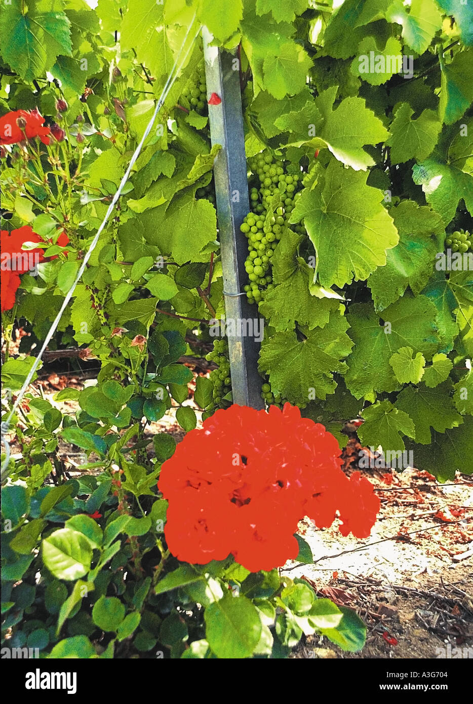 france champagne vineyards verve cliquot verzy Stock Photo - Alamy
