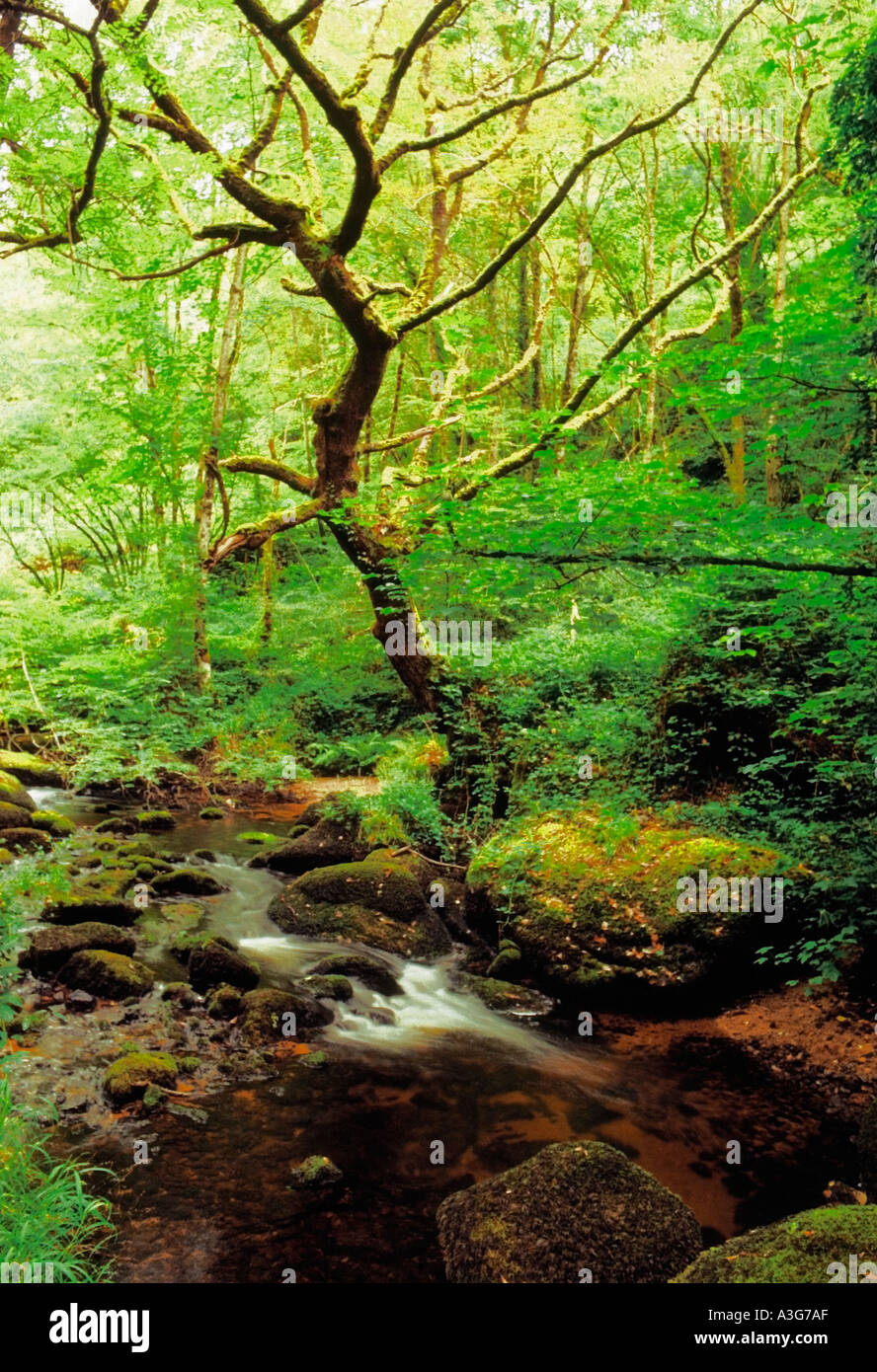 france brittany finistere huegoat forest Stock Photo - Alamy
