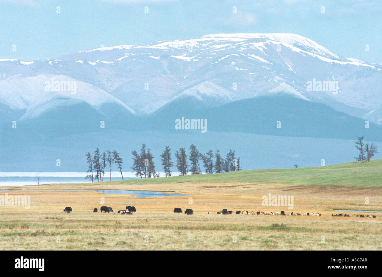 Grazing cattle. Khatgal village (somon). Khuvsgul Lake. North Mongolia ...