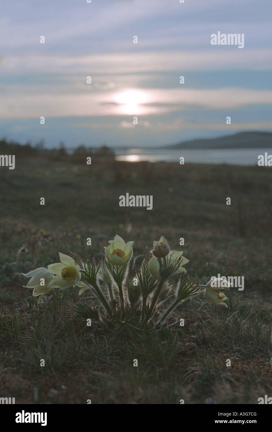 Pasque flowers. Khuvsgul Lake. North Mongolia Stock Photo - Alamy