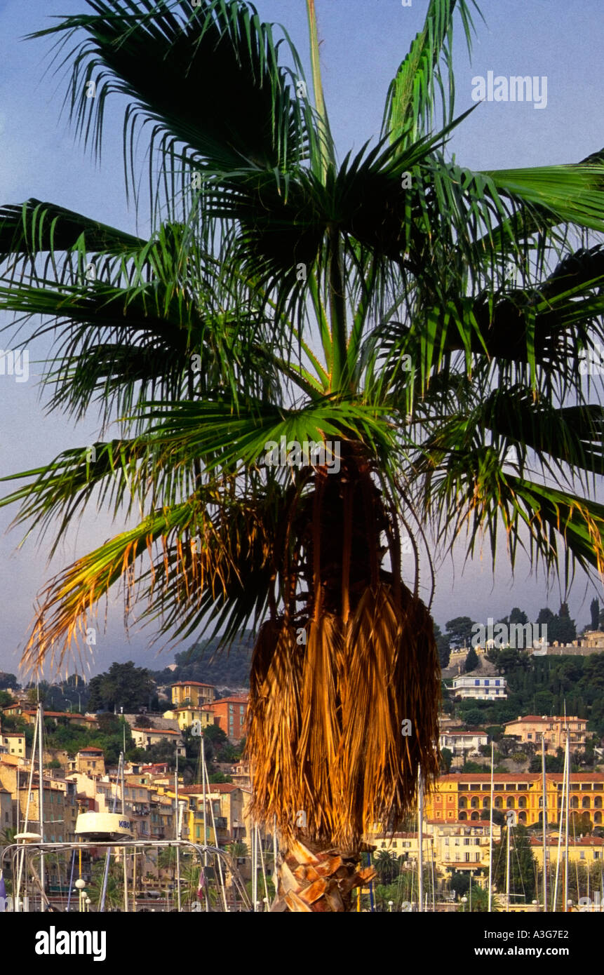 france french riviera palm tree menton Stock Photo - Alamy