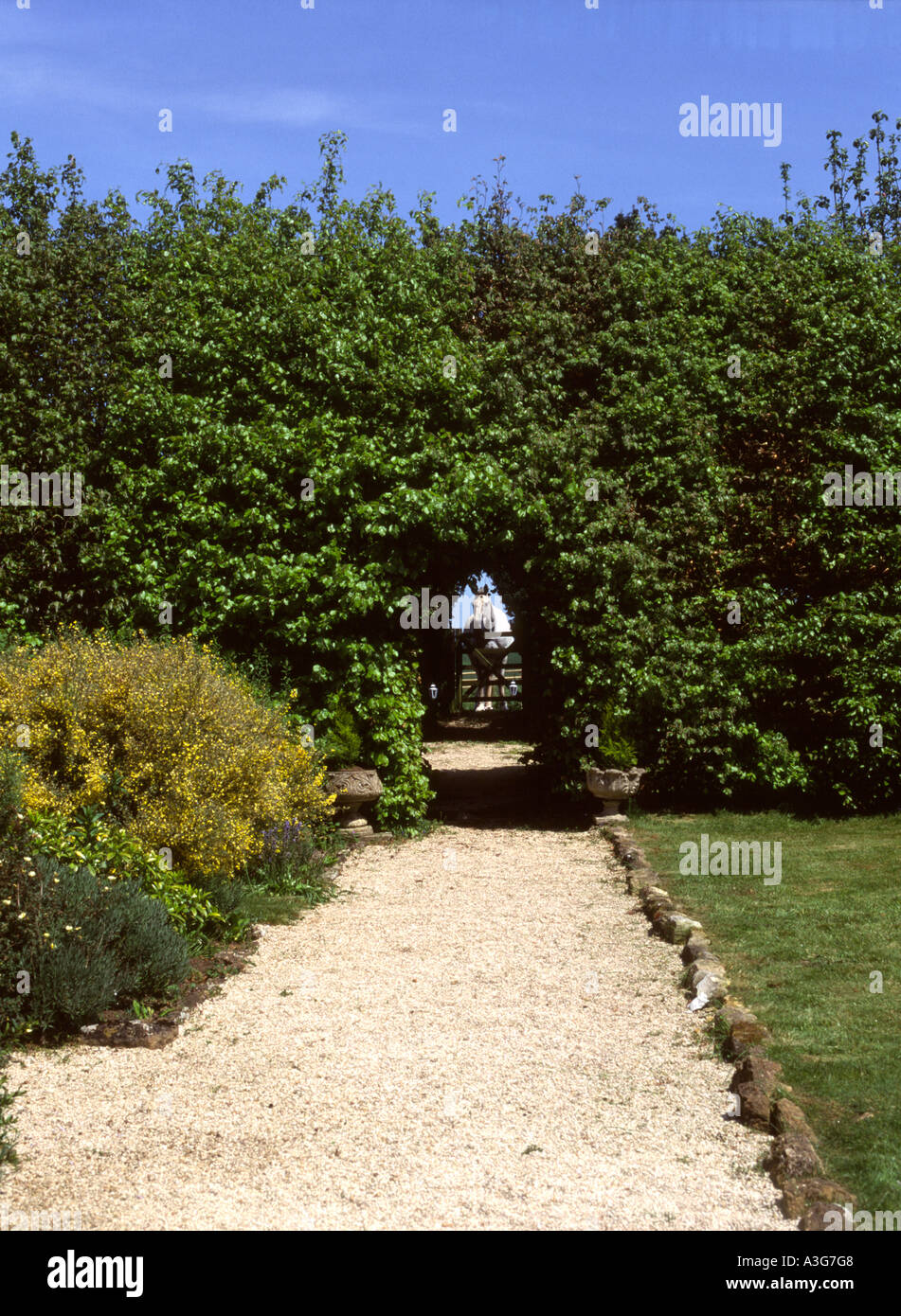 Path leads to tall hedge with gate opening and horse looking through ...