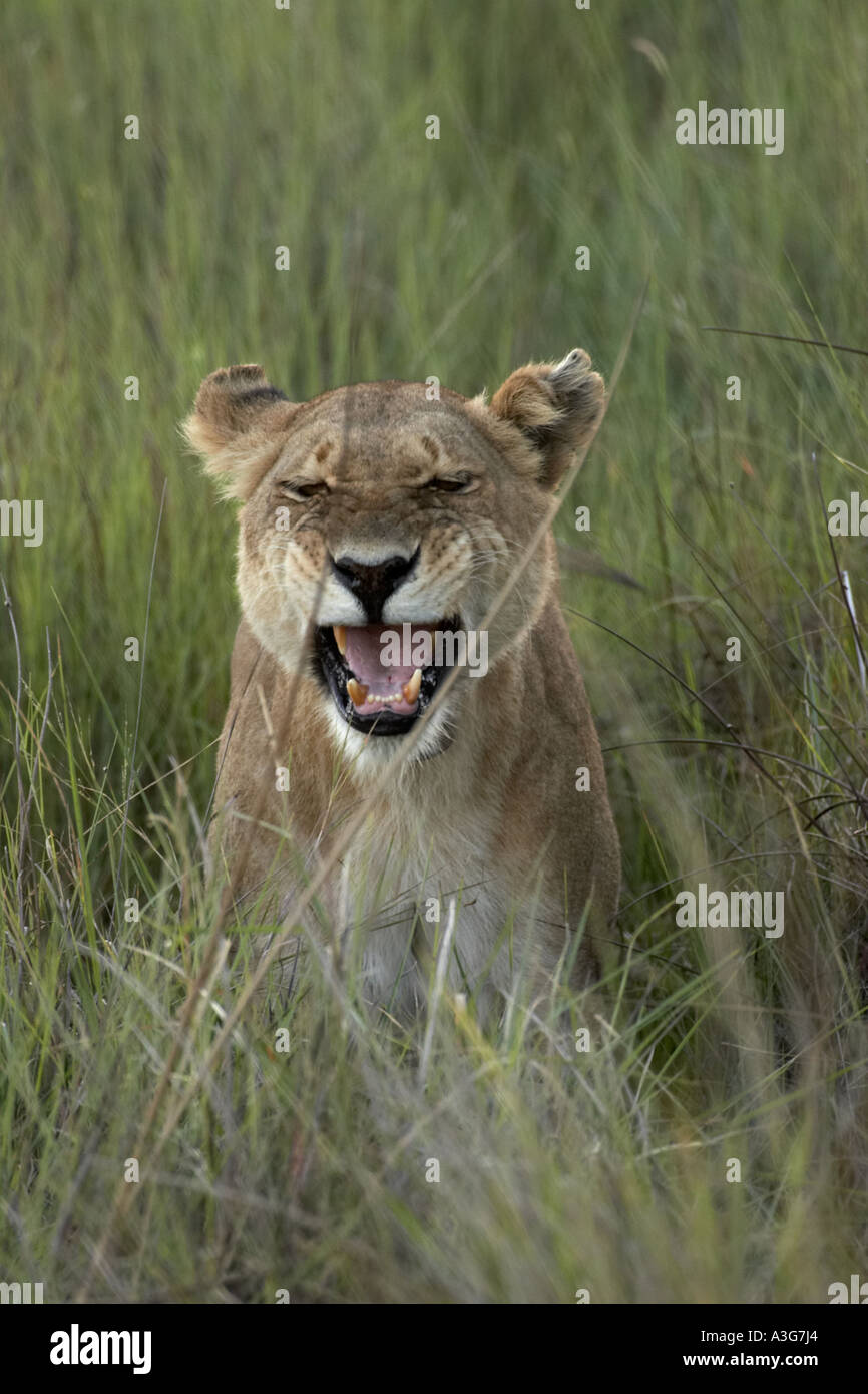 Flehmen behaviour hi-res stock photography and images - Alamy