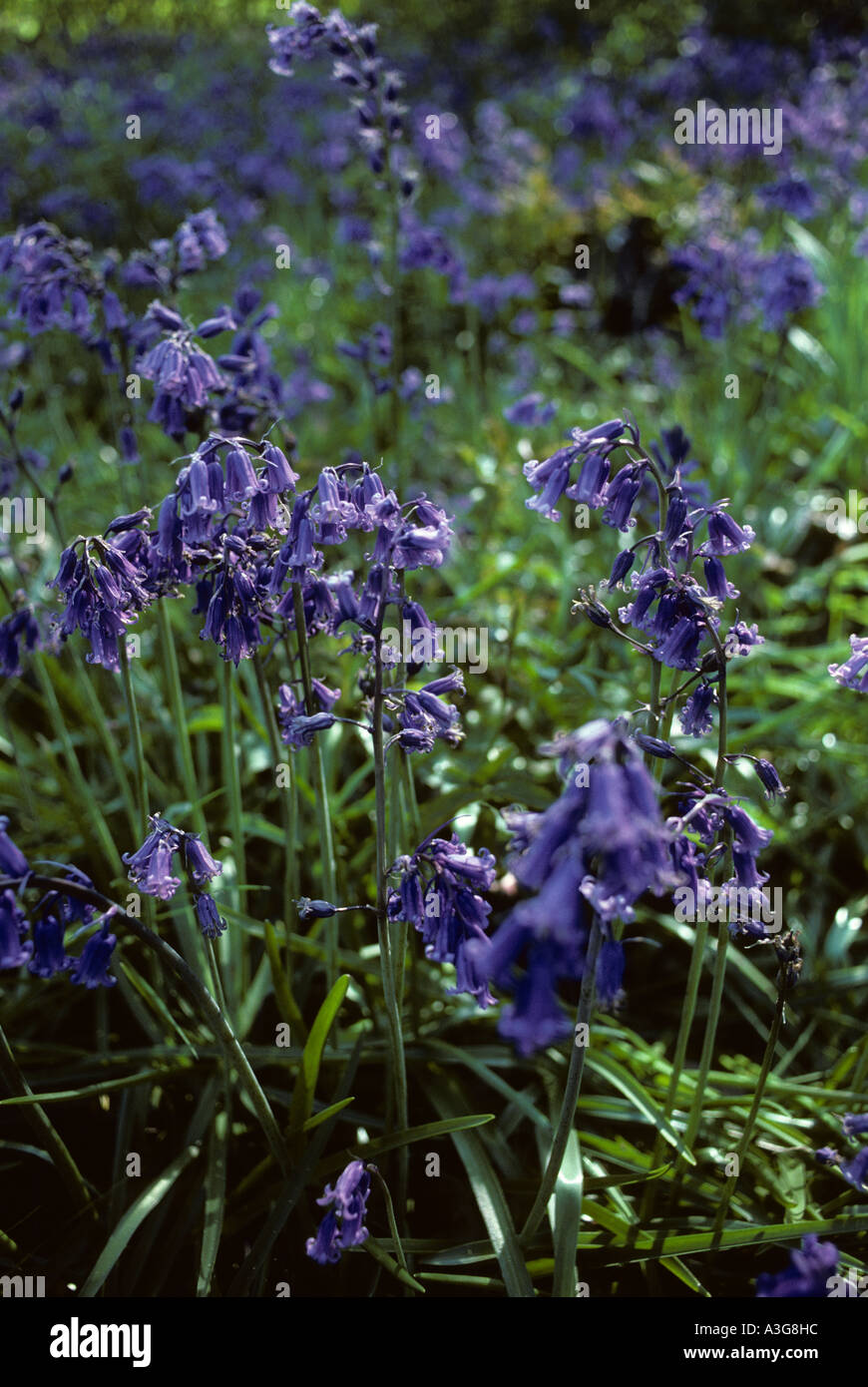 Bluebells in the woods of Kent Stock Photo - Alamy