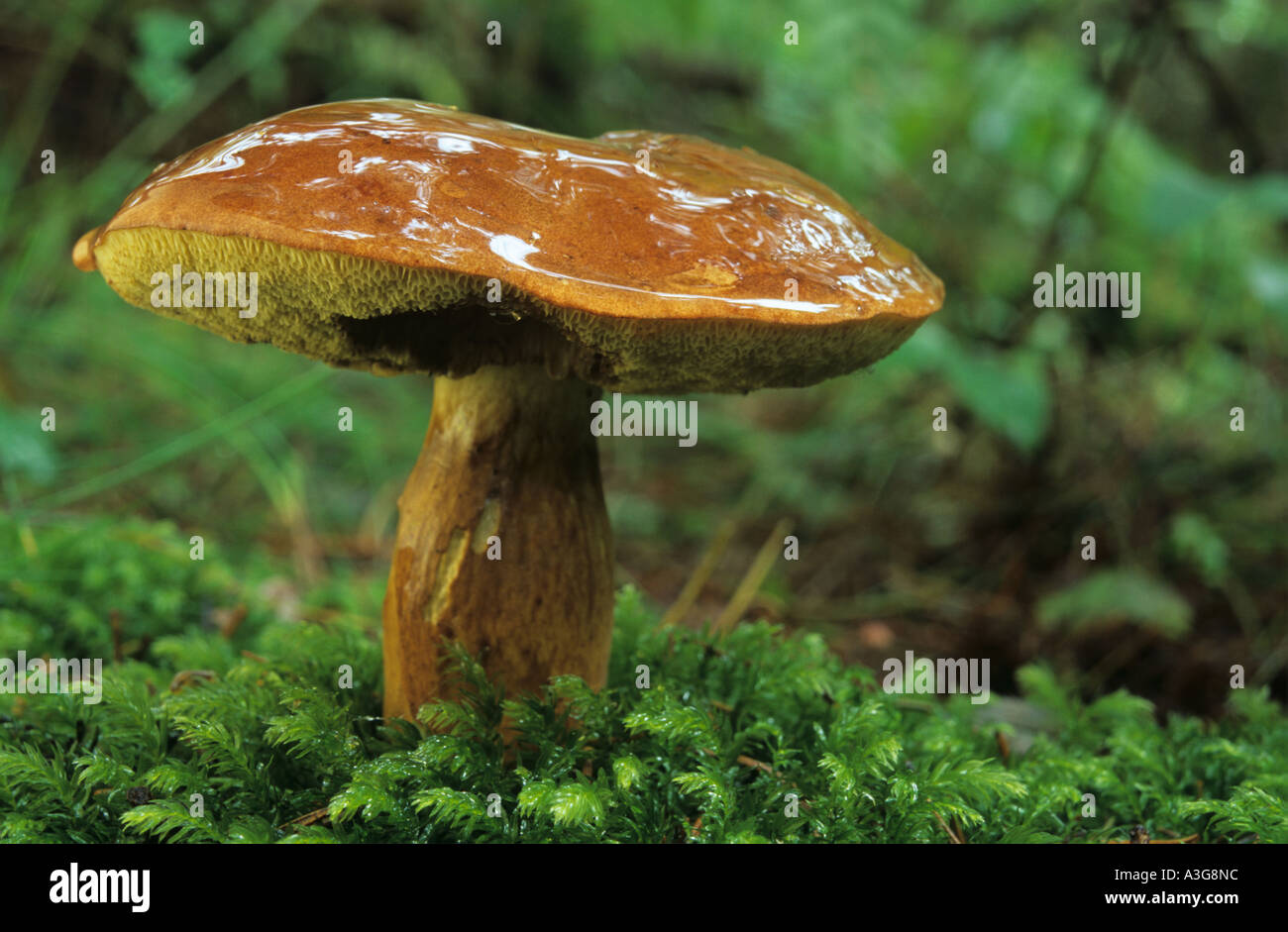Cow Bolete Suillus bovinus fungus growing in Thornley Woods Tyne & Wear ...