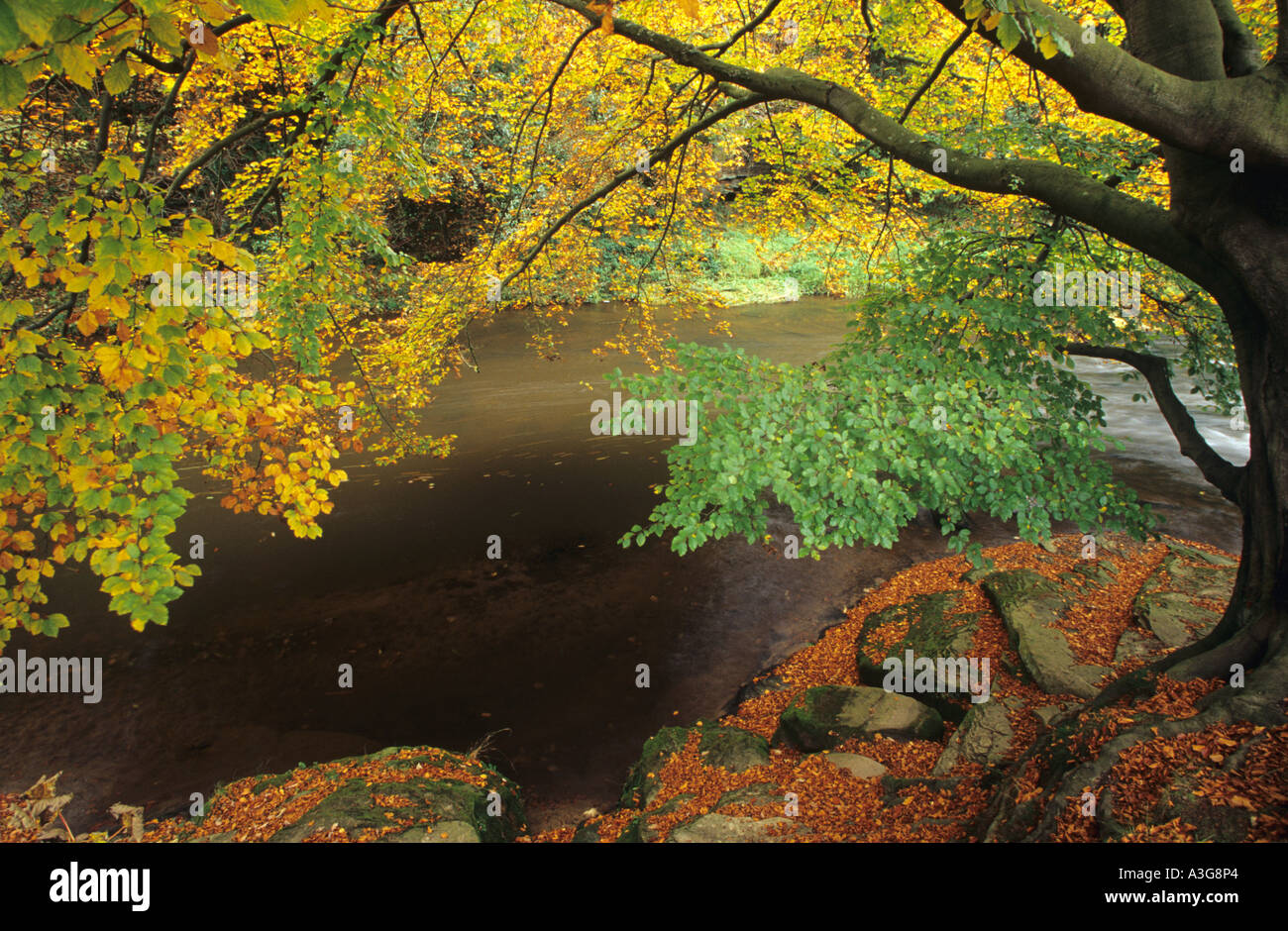 A stunning brightly coloured beech tree in autumn hangs over the River ...