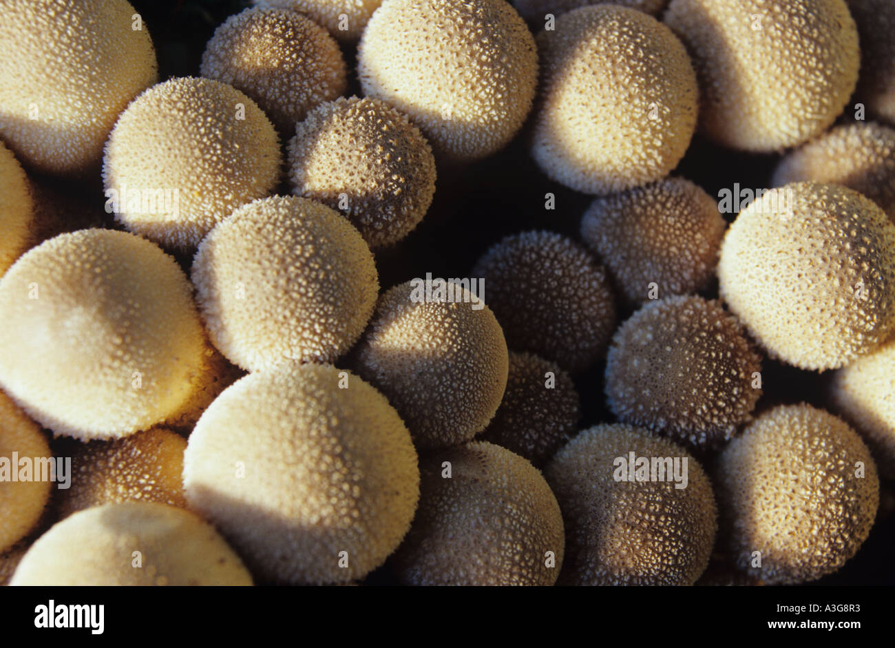 Group of common puffball lycoperdon perlatum fungus at Castle Eden Dene ...