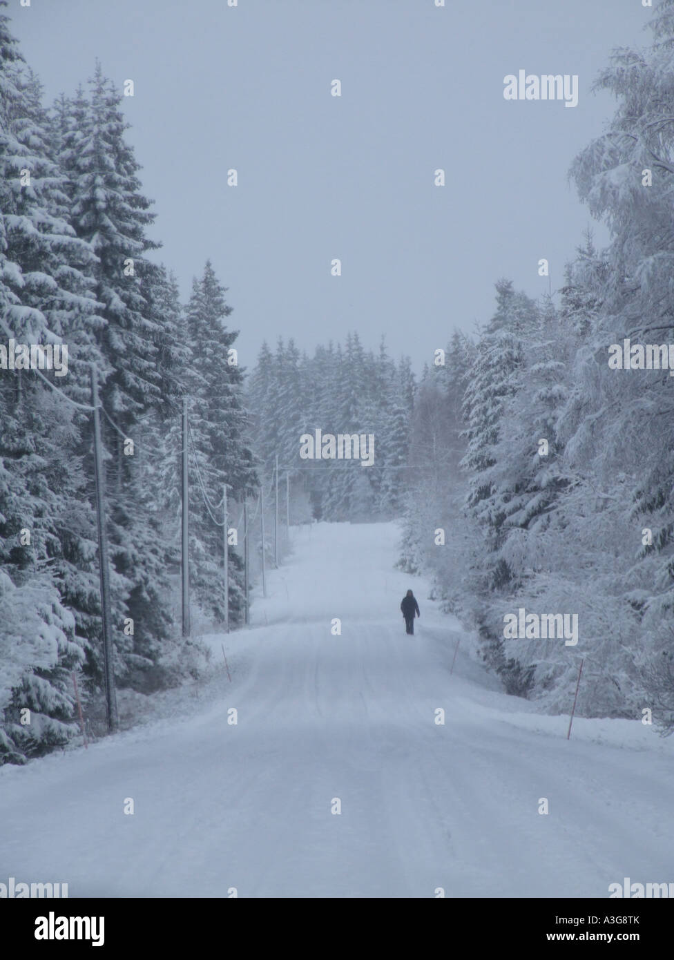 Person walking alone empty forest road hi-res stock photography and ...