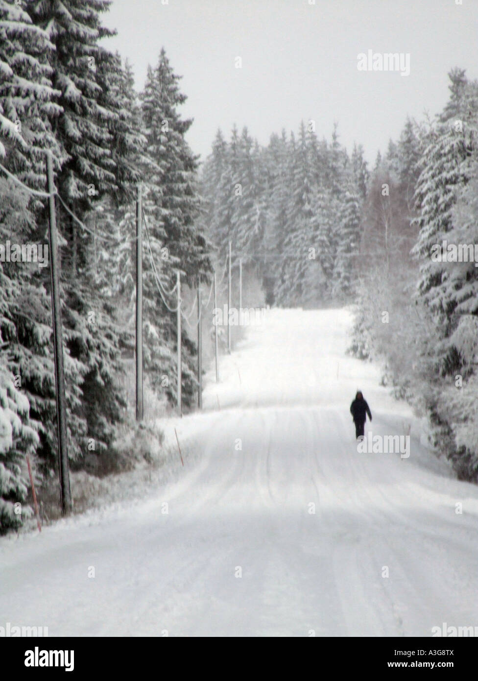Person walking alone empty forest road hi-res stock photography and ...