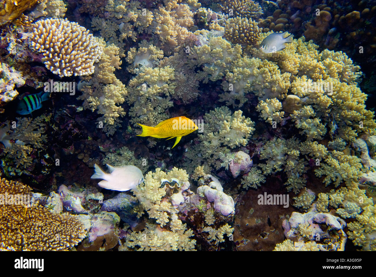 yellow Sulfur damsel POMACENTRUS SULFUREUS reef scenery sealife fish ...