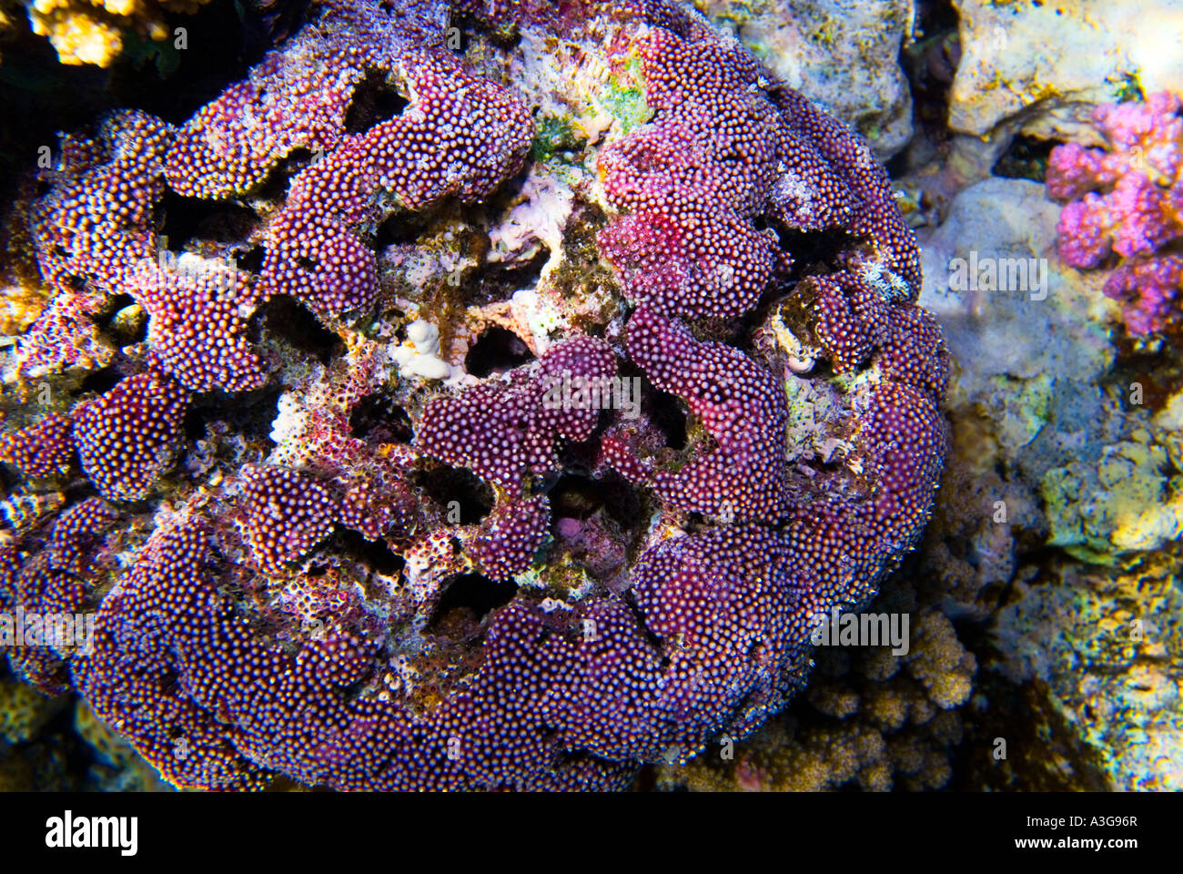 red pink lila lilac RASPBERRY CORAL pocillopora verrucosa reef riff at ...