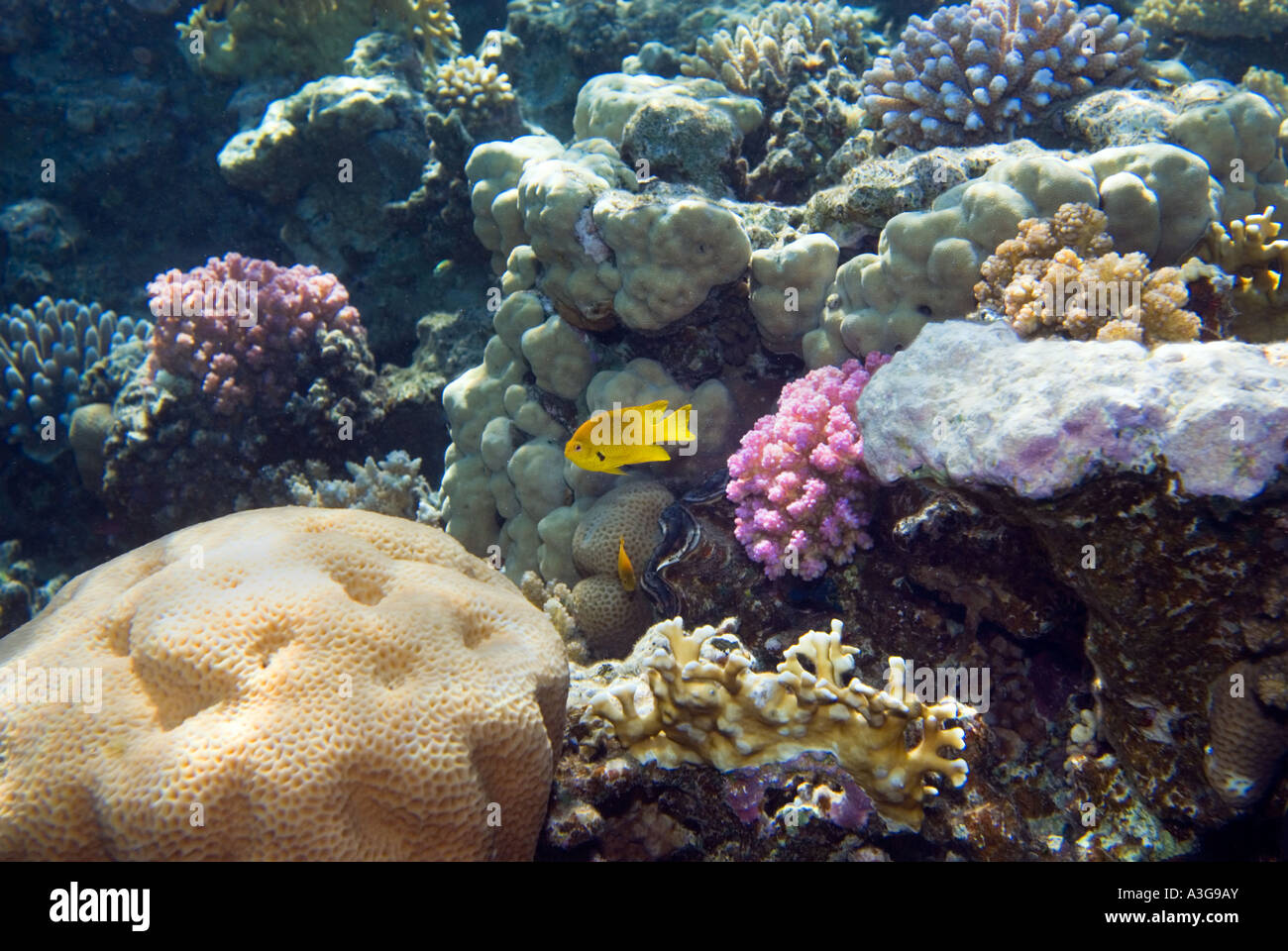 yellow Sulfur damsel POMACENTRUS SULFUREUS reef scenery sealife fish ...