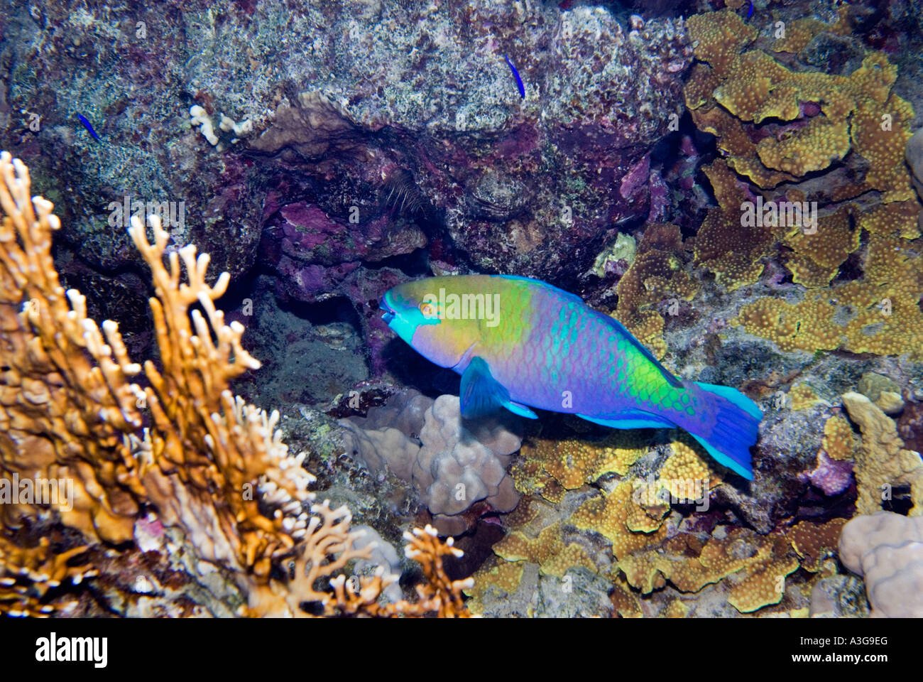 yellow green blue Rusty Parrotfish parrot fish Scarus ferrugineus RED ...