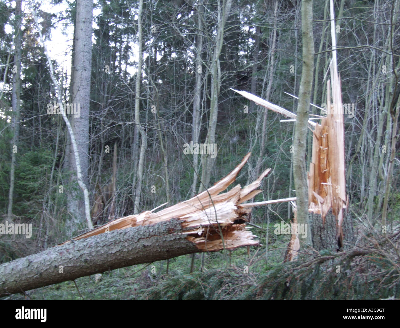 storm damaged tree Stock Photo - Alamy