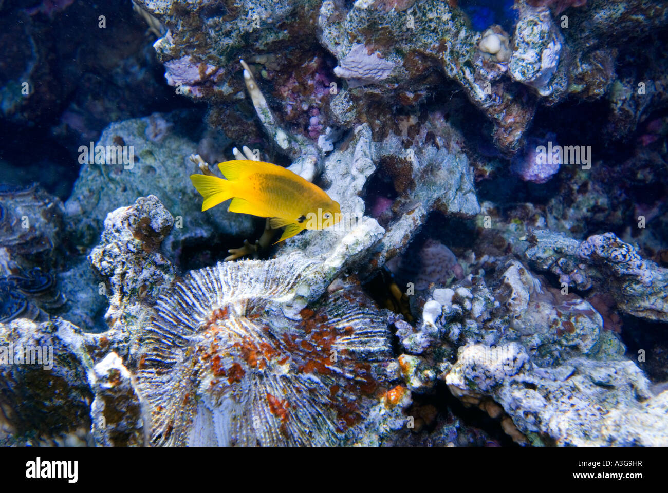 yellow Sulfur damsel POMACENTRUS SULFUREUS reef scenery sealife fish ...