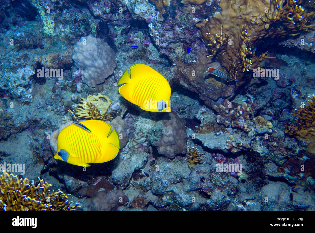 yellow blue masked butterflyfish pair 2 two Chaetodon semilarvatus reef ...