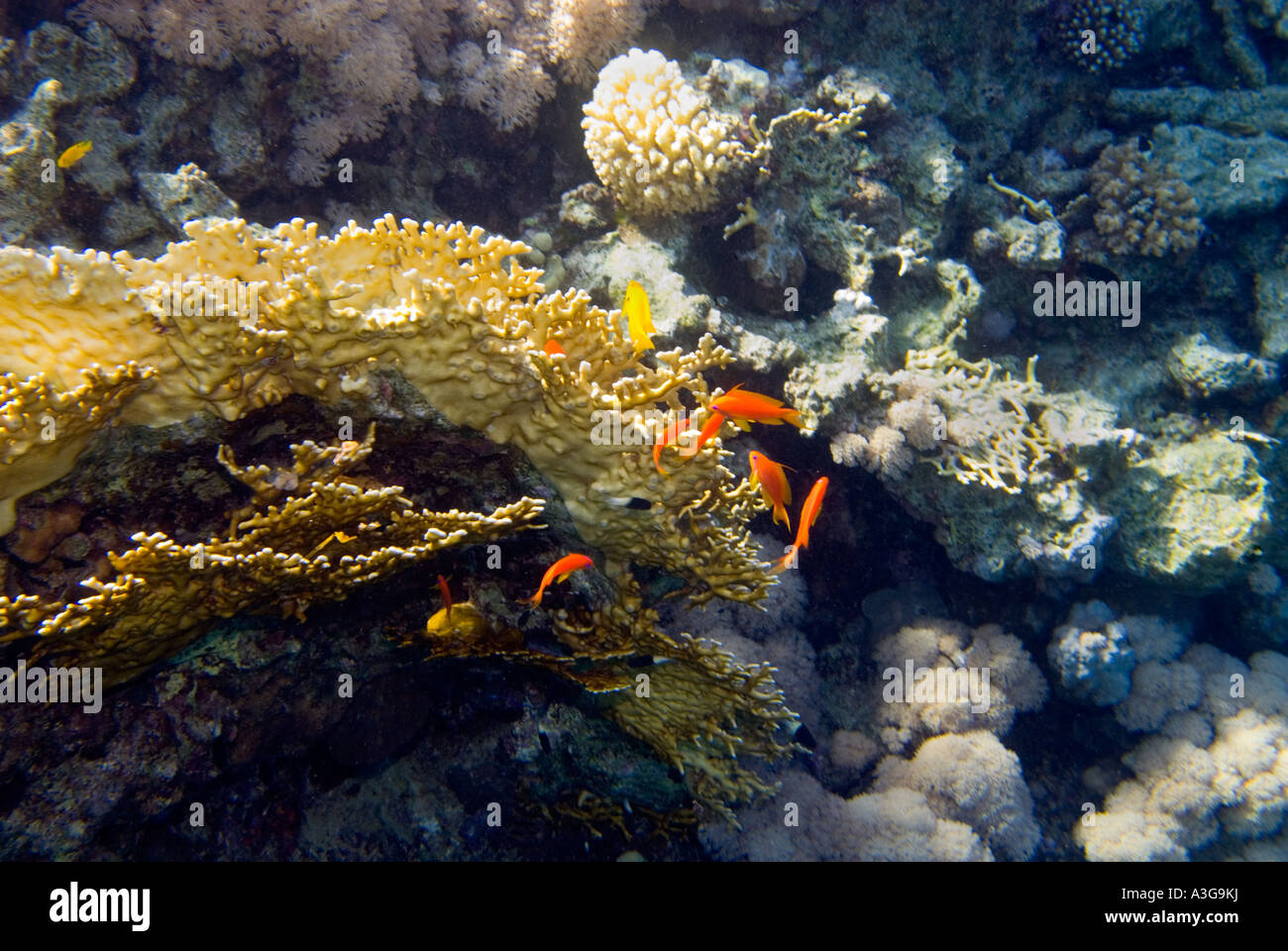 Coral reef scenery paradies under water sealife fish coralgarden garden ...