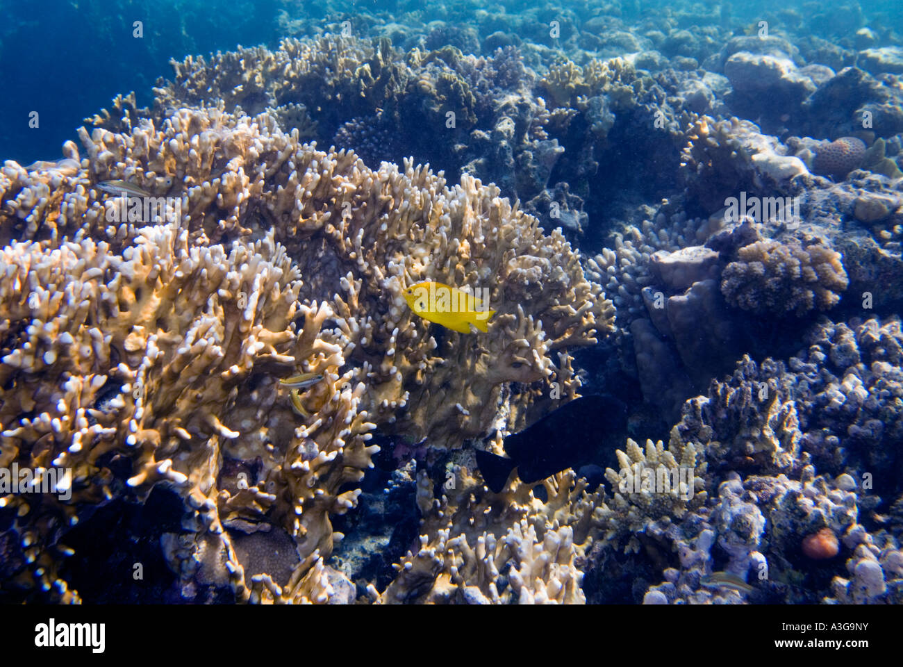 yellow Sulfur damsel POMACENTRUS SULFUREUS reef scenery sealife fish ...