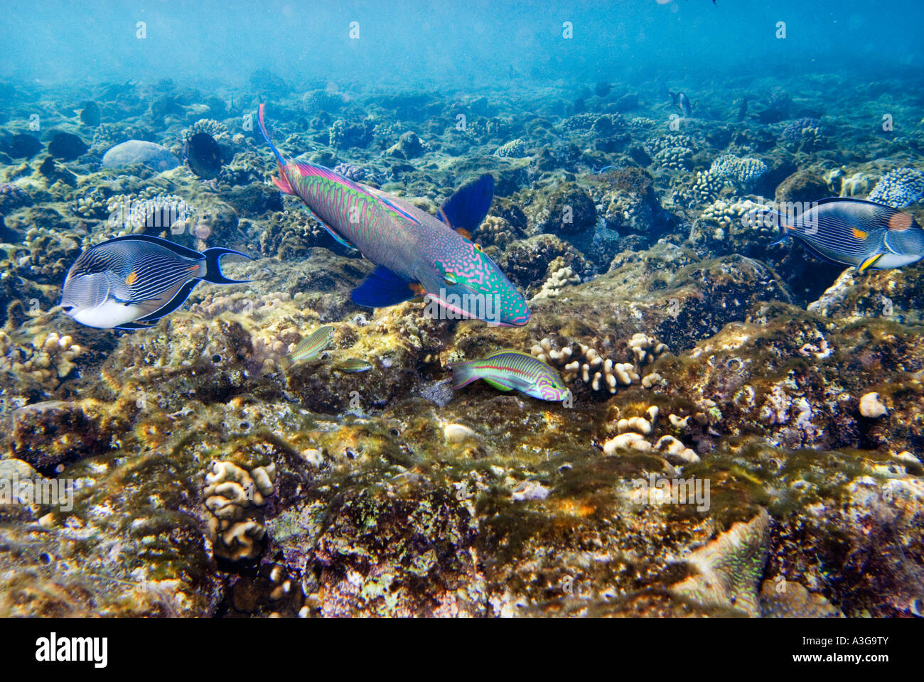 Bicolor bicolour parrot fish parrotfish CETOSCARUS BICOLOR reef RED SEA ...