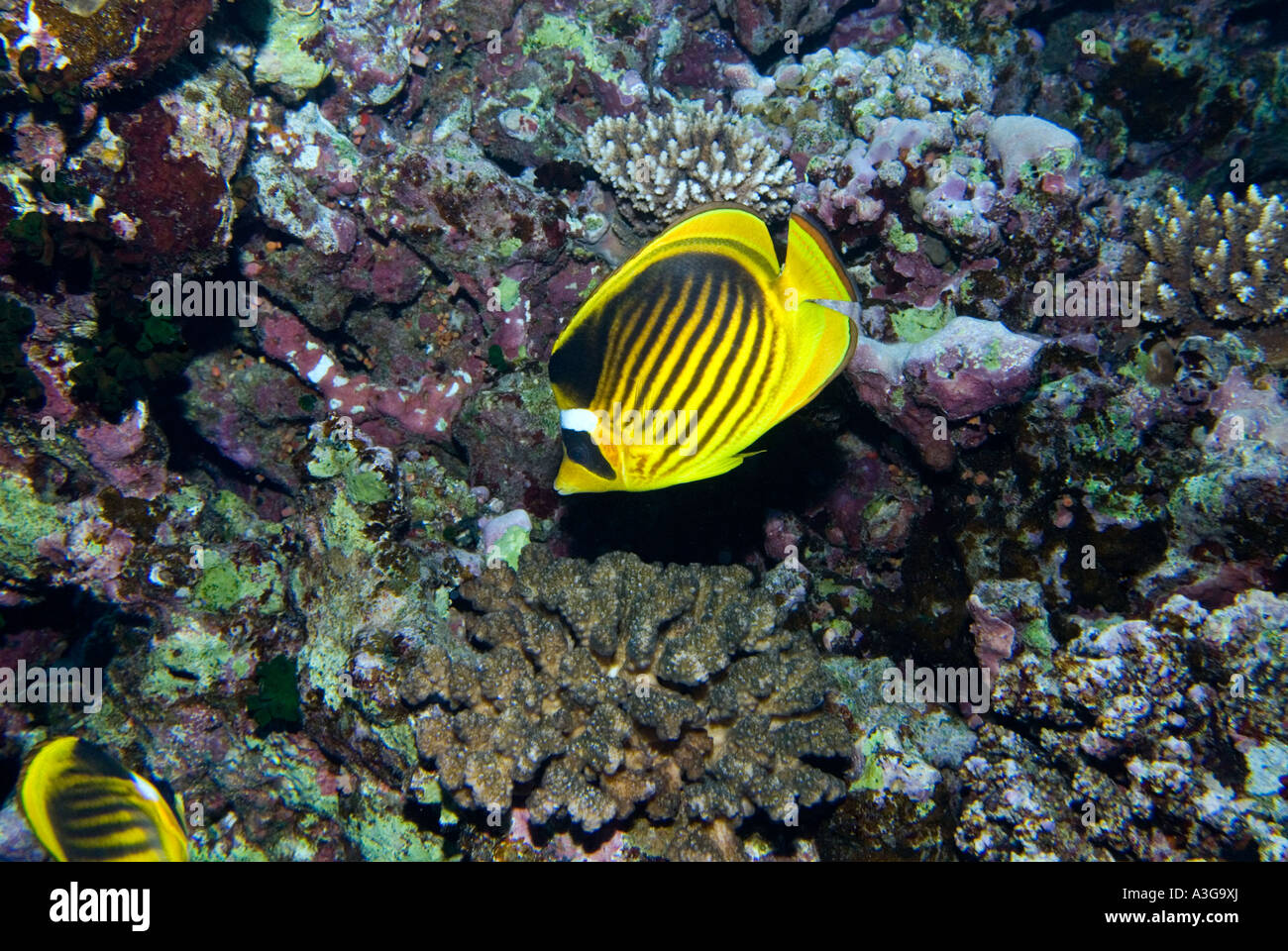 RACOON BUTTERFLYFISH butterfly fish CHAETODON Fasciatus RED SEA Sharm ...