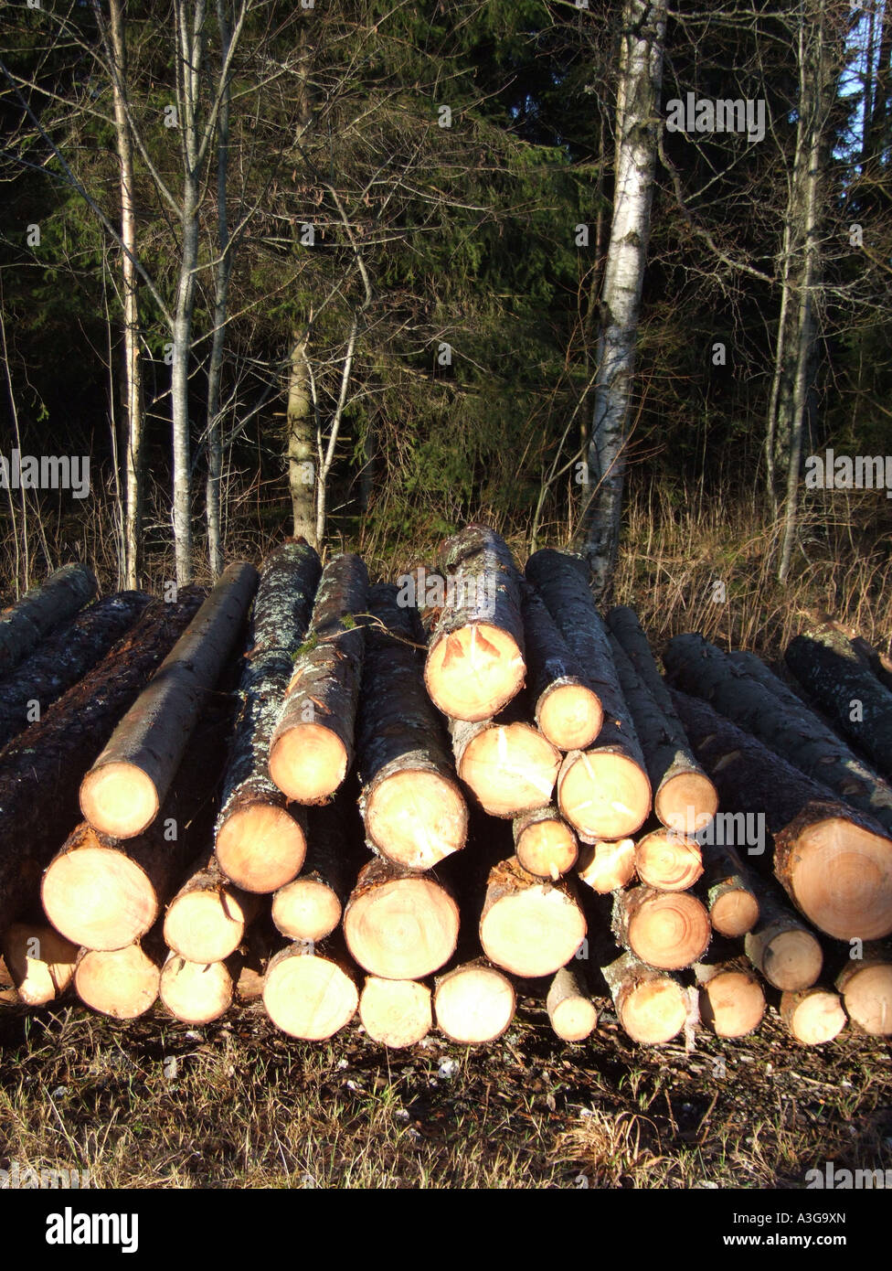 pile of wooden logs Stock Photo - Alamy
