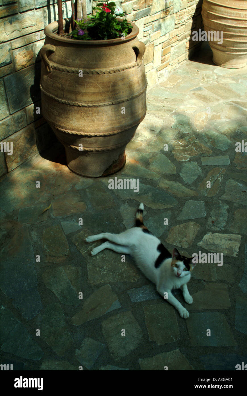 Cat on Alonissos island Greece Stock Photo - Alamy