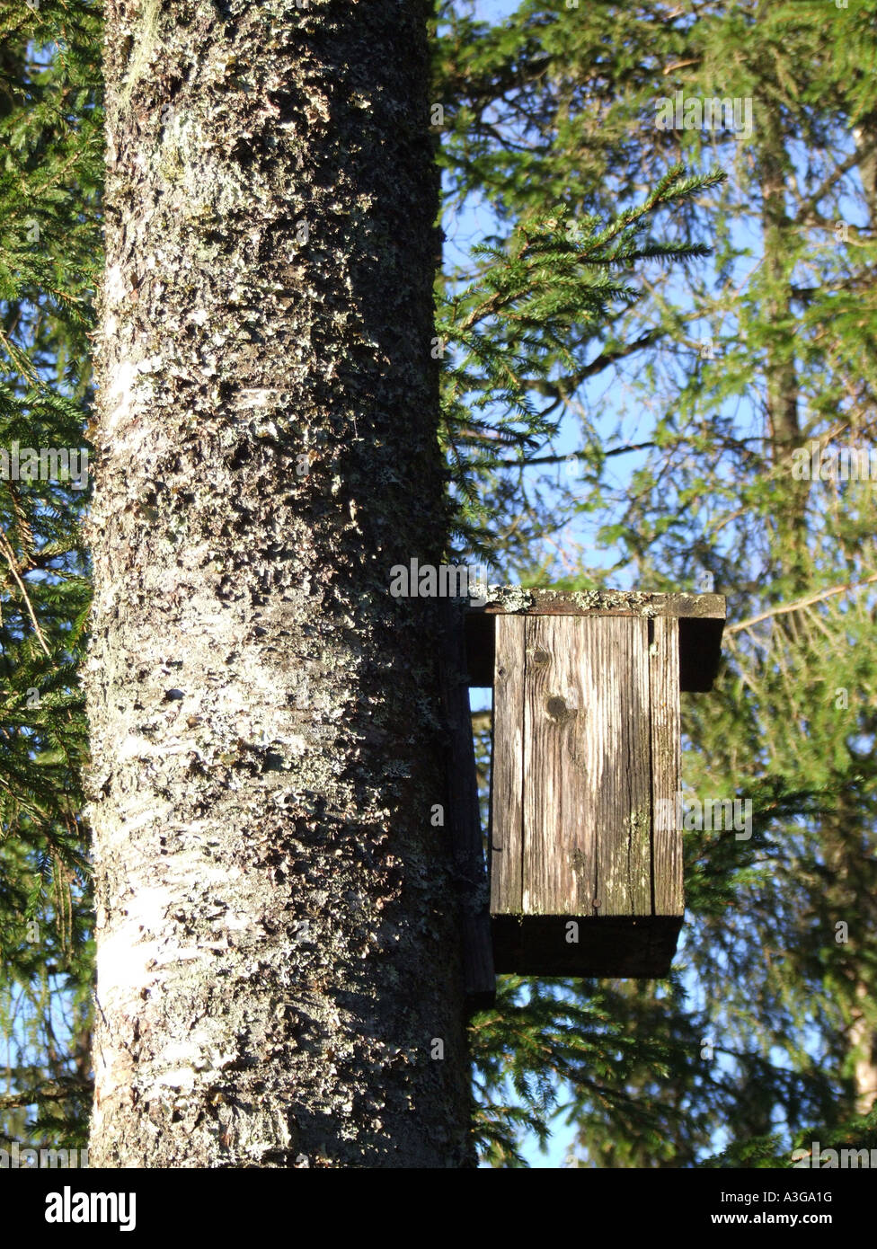 bird box forest in morning sun Stock Photo - Alamy
