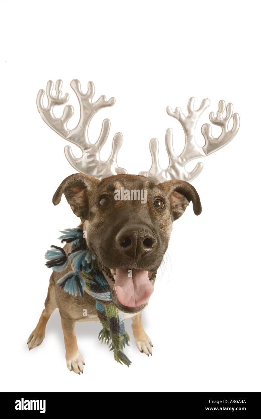 Silly animals hi-res stock photography and images - Alamy