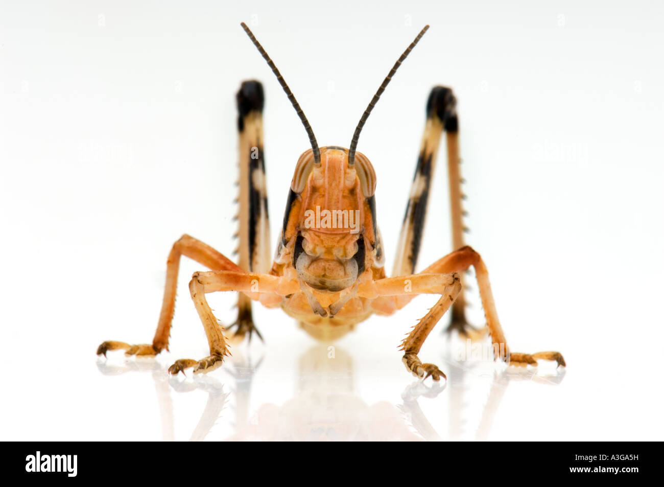 Desert locust head schistocerca gregaria hi-res stock photography and ...