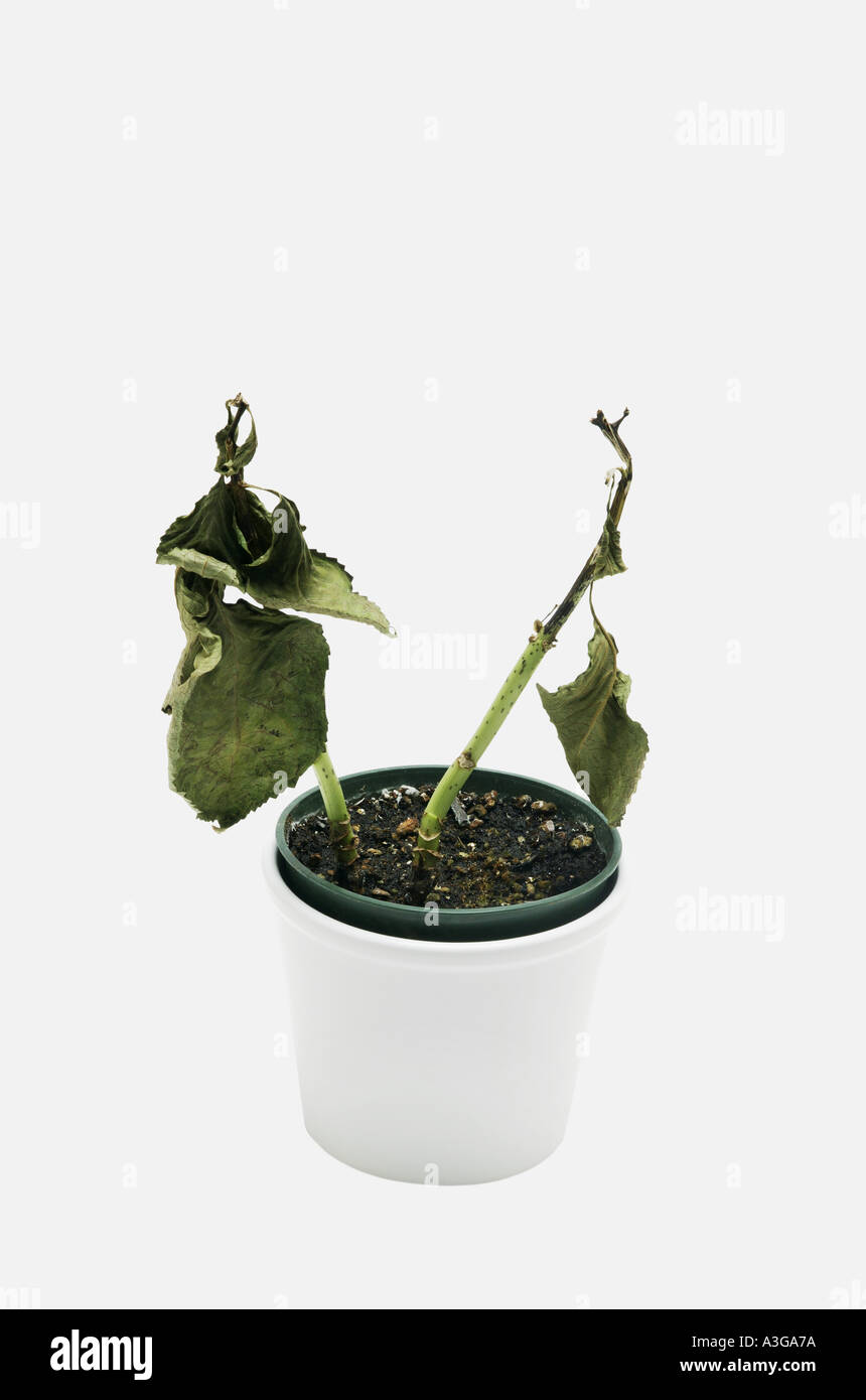 Dead flower pots hi-res stock photography and images - Alamy