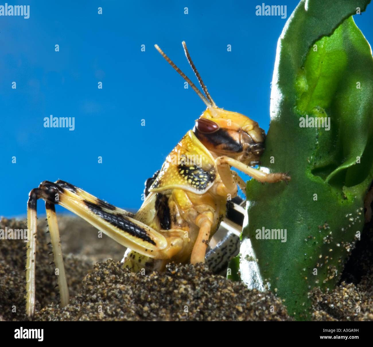 african desert locust Schistocerca gregaria subadult GRASSHOPPER eat ...