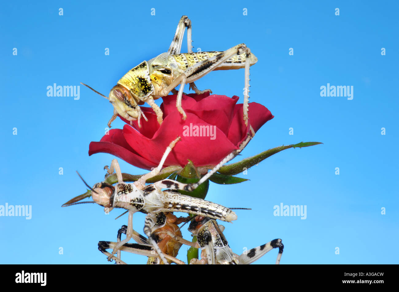 Desert locust hopper jumping hi-res stock photography and images - Alamy