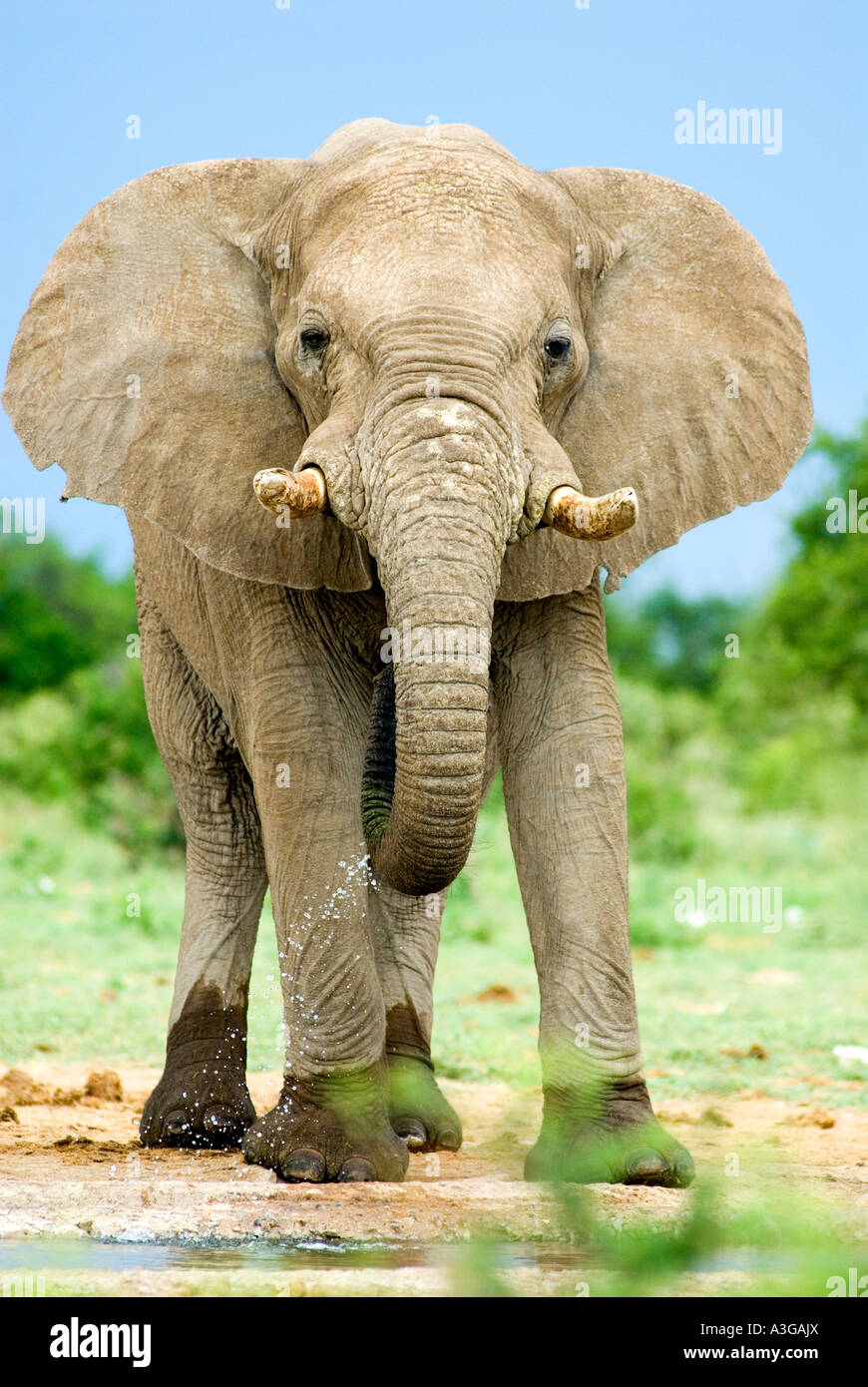 Elephant in Namibia Stock Photo - Alamy