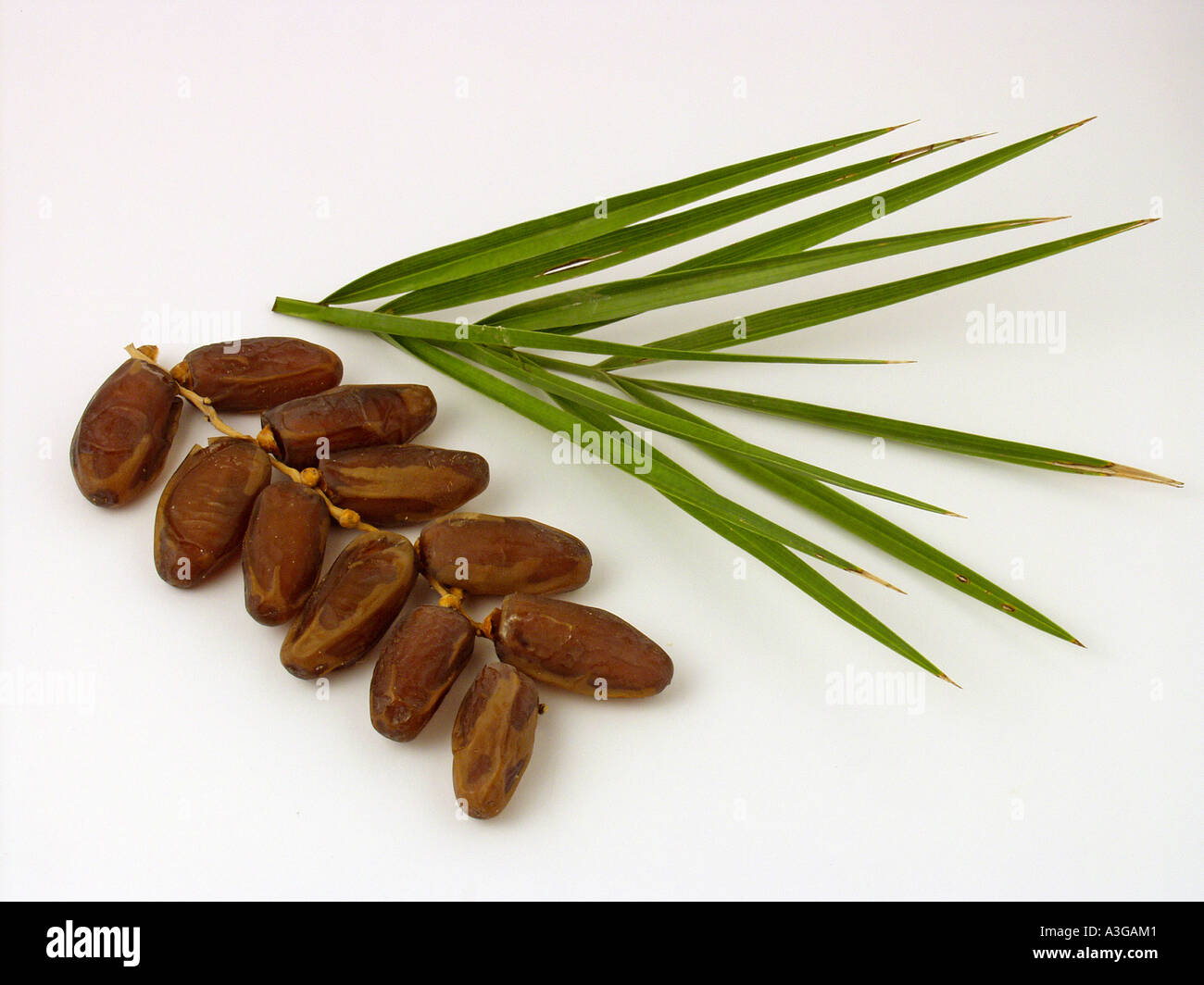 Date palm fiber hi-res stock photography and images - Alamy
