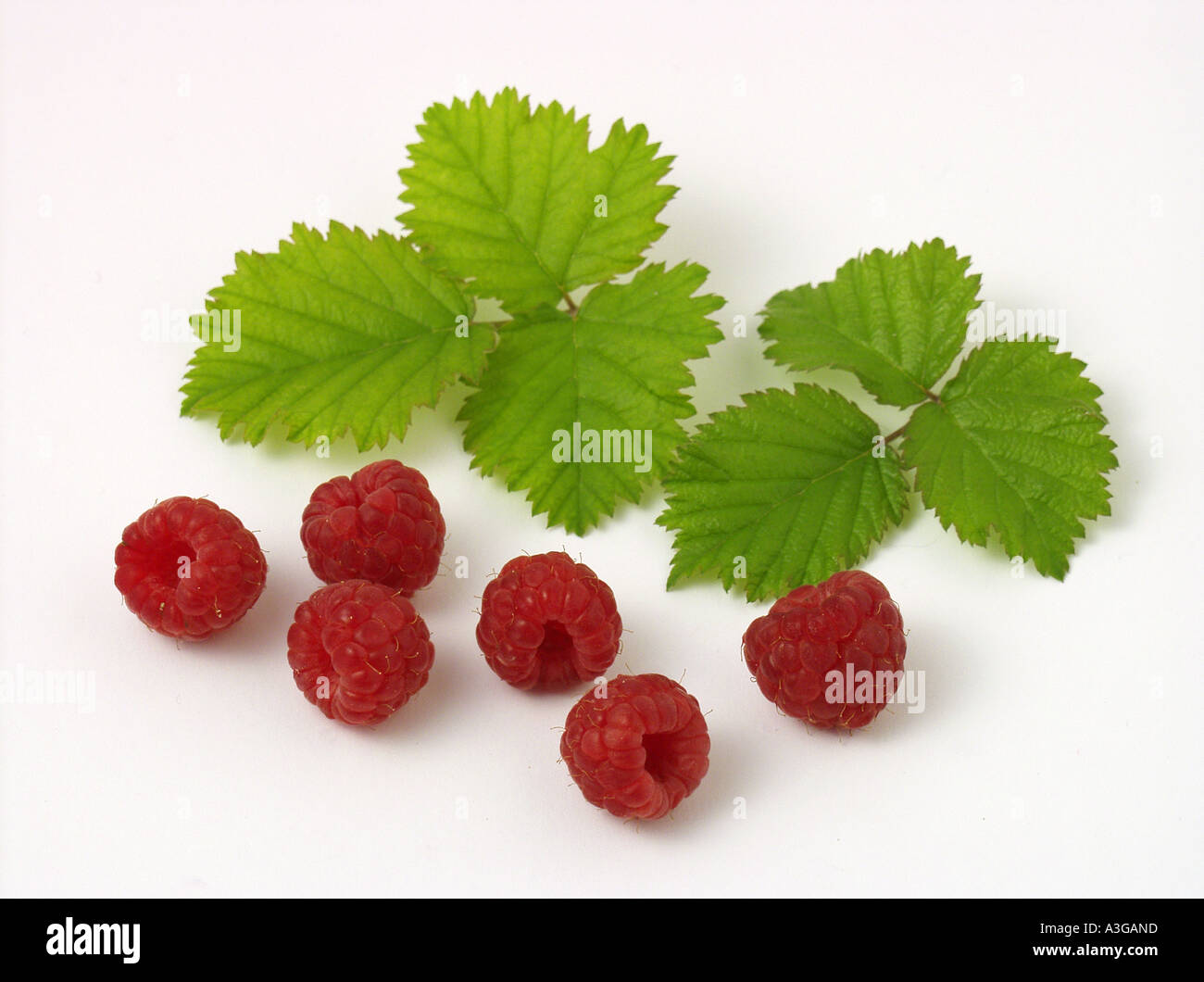 Low sweet berry Cut Out Stock Images & Pictures - Alamy
