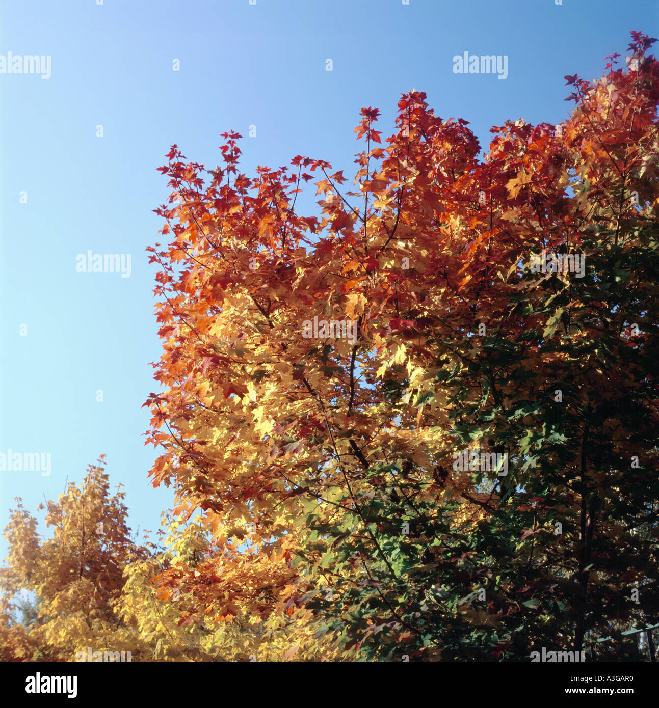 Autumnal colour trees 10 Stock Photo - Alamy