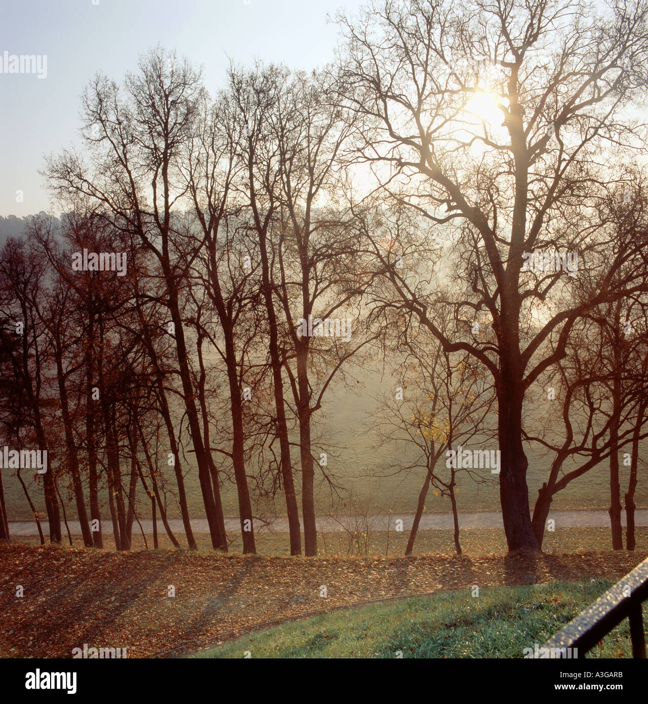 Trees in the haze and back lighting Stock Photo - Alamy