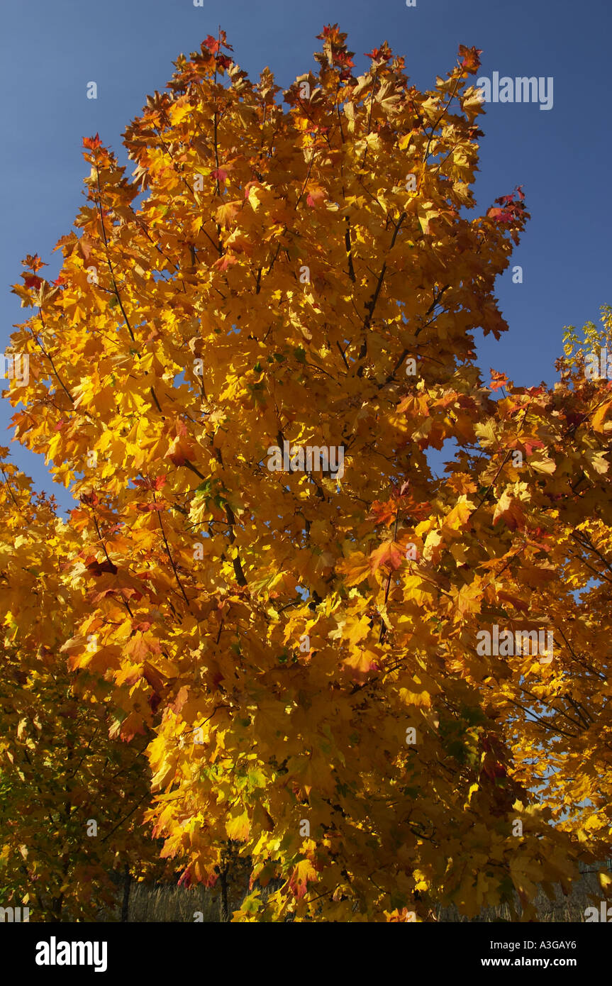 Autumnal colour trees 8 Stock Photo - Alamy